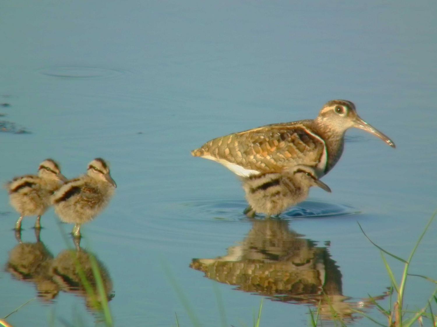 Greater painted-snipe (Rostratula benghalensis)