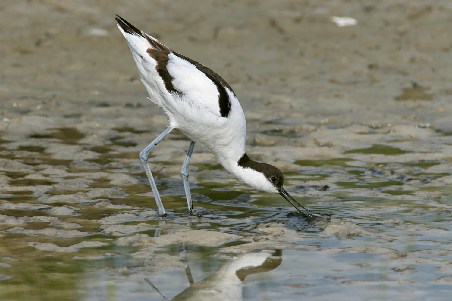 Pied avocet (Recurvirostra avosetta)