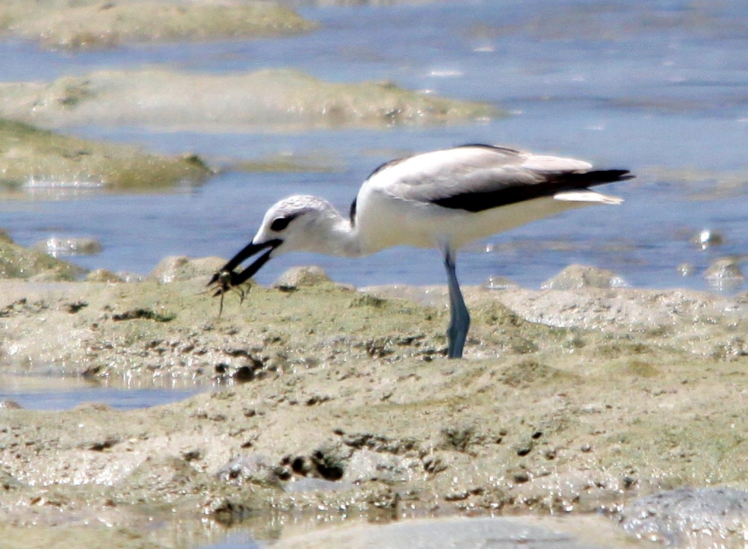 Crab-plover (Dromas ardeola)
