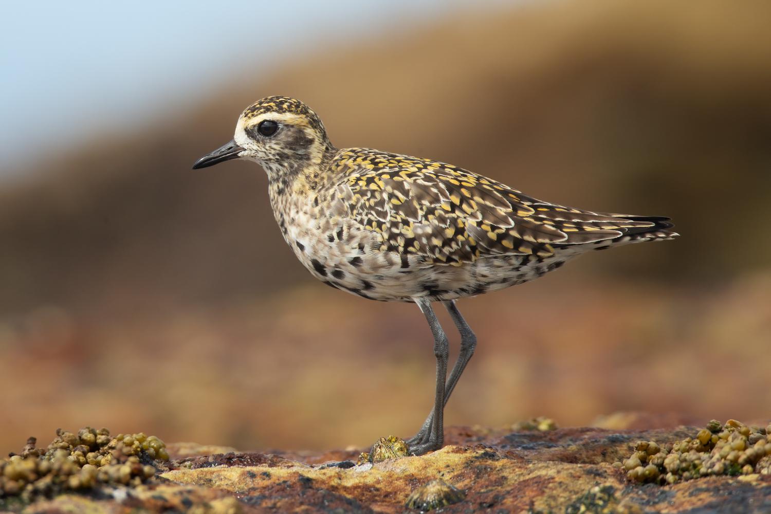 Pacific golden plover (Pluvialis fulva)