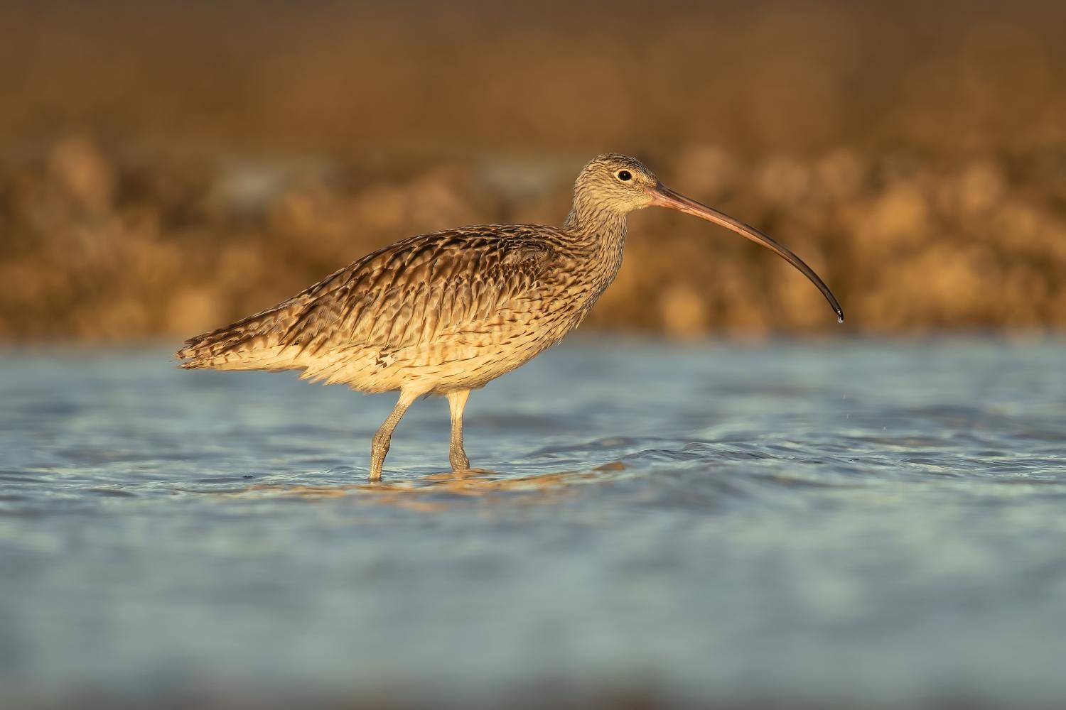 Far eastern curlew (Numenius madagascariensis)
