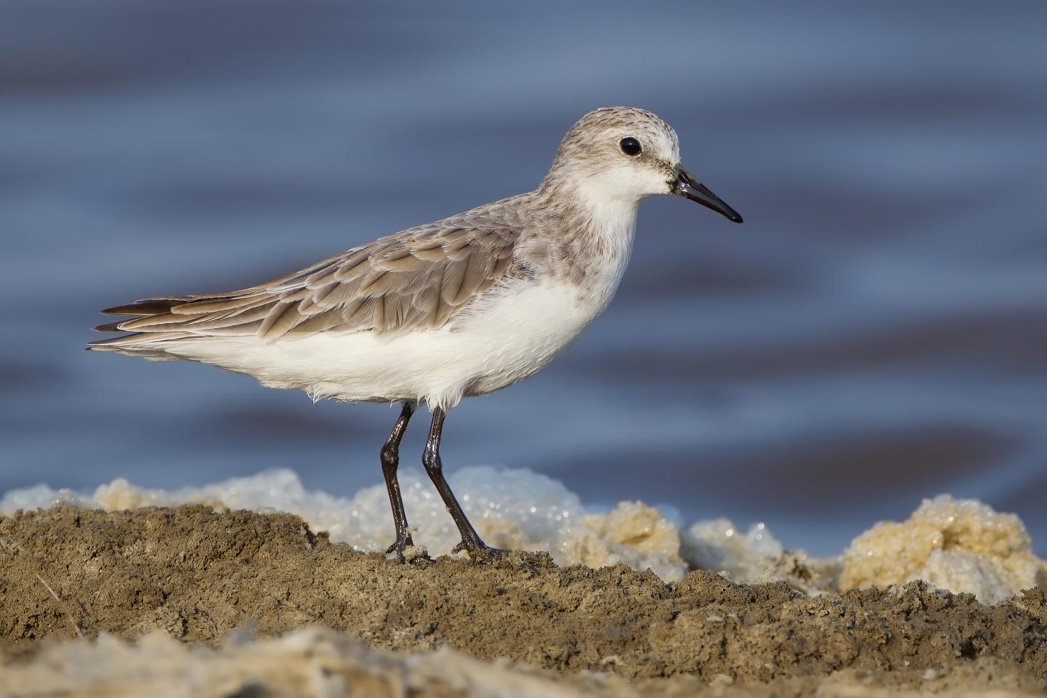 Little stint (Calidris minuta)