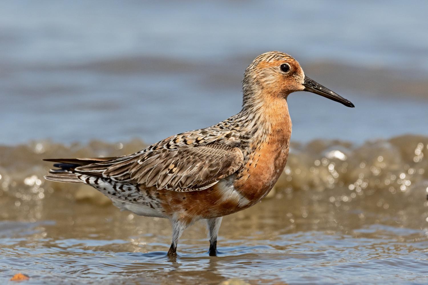 Red knot (Calidris canutus)
