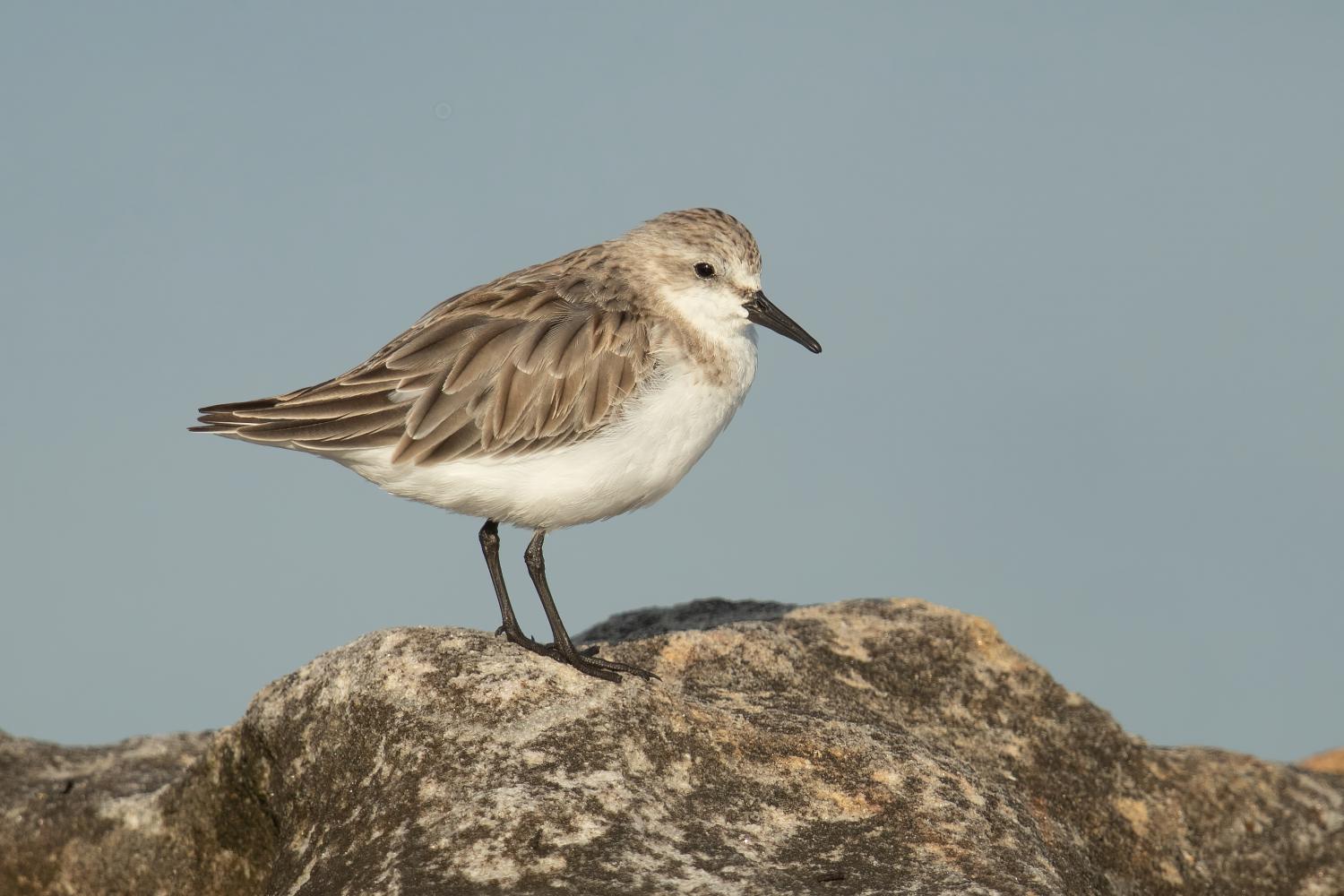 Red-necked stint (Calidris ruficollis)