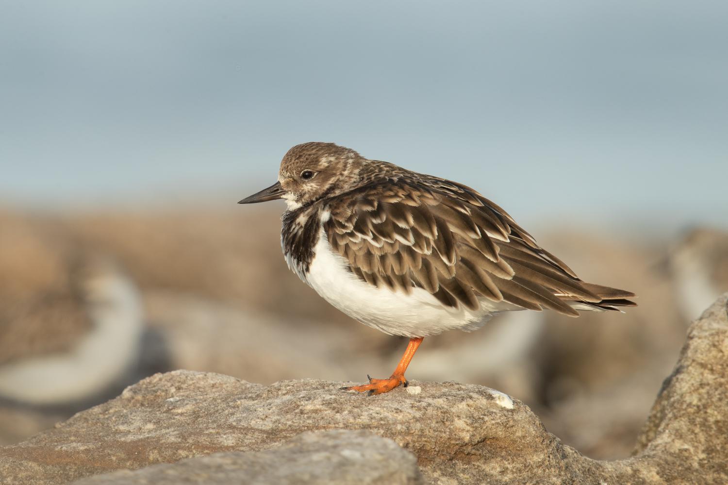 Ruddy turnstone (Arenaria interpres)