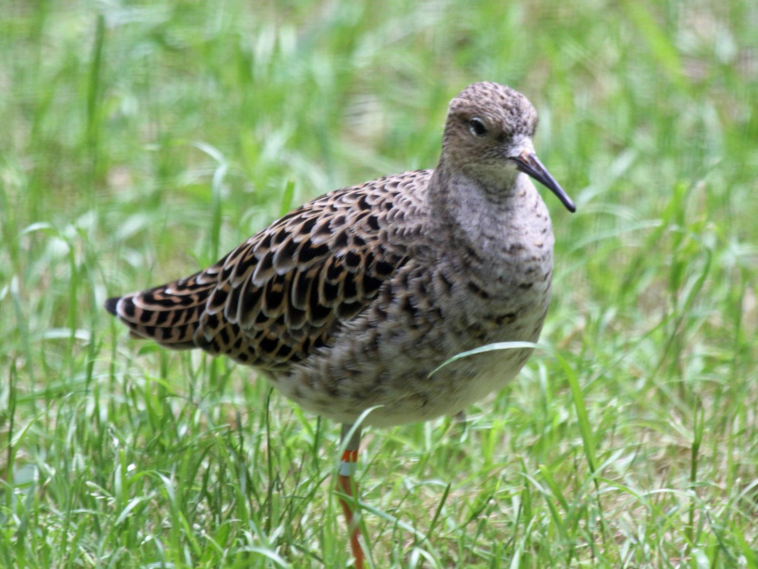 Ruff (Calidris pugnax)