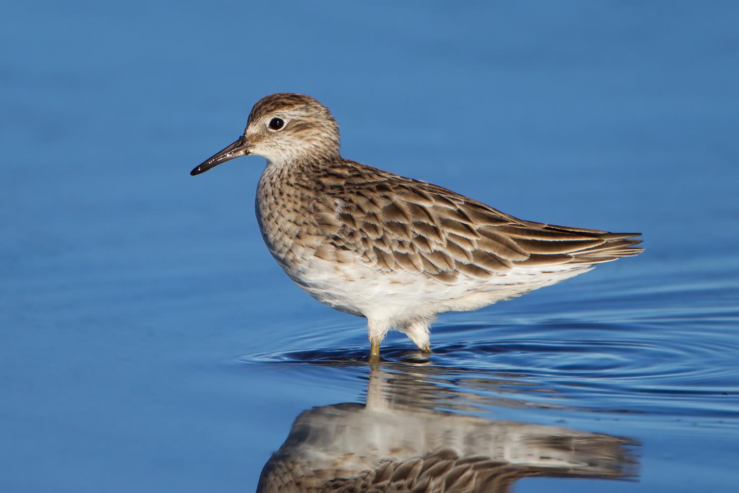 Sharp-tailed sandpiper (Calidris acuminata)