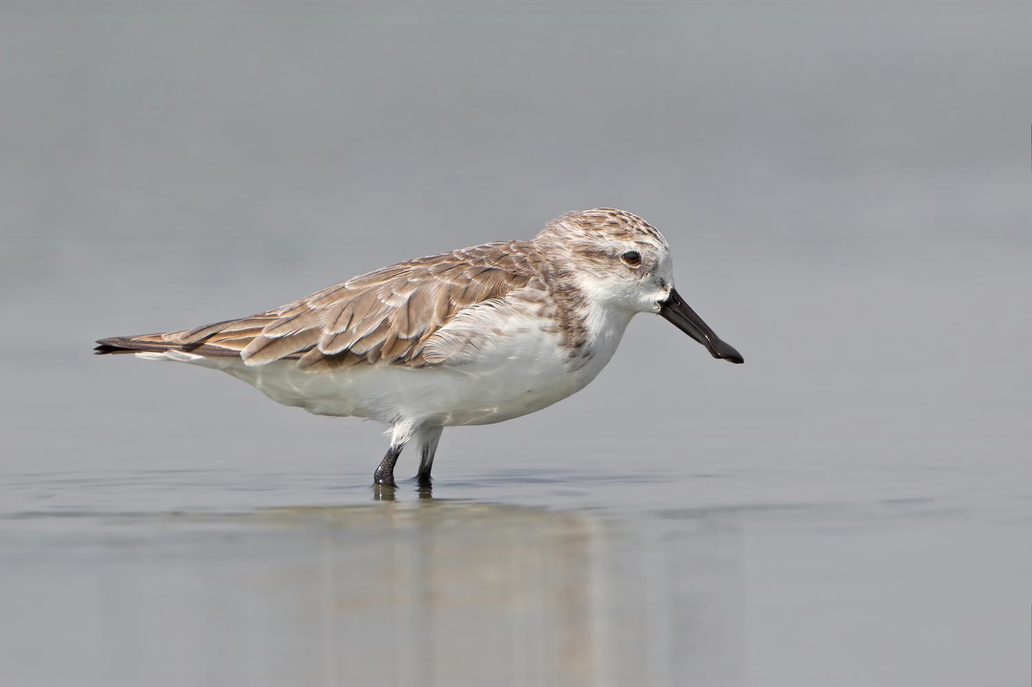 Spoon-billed sandpiper (Calidris pygmaea)