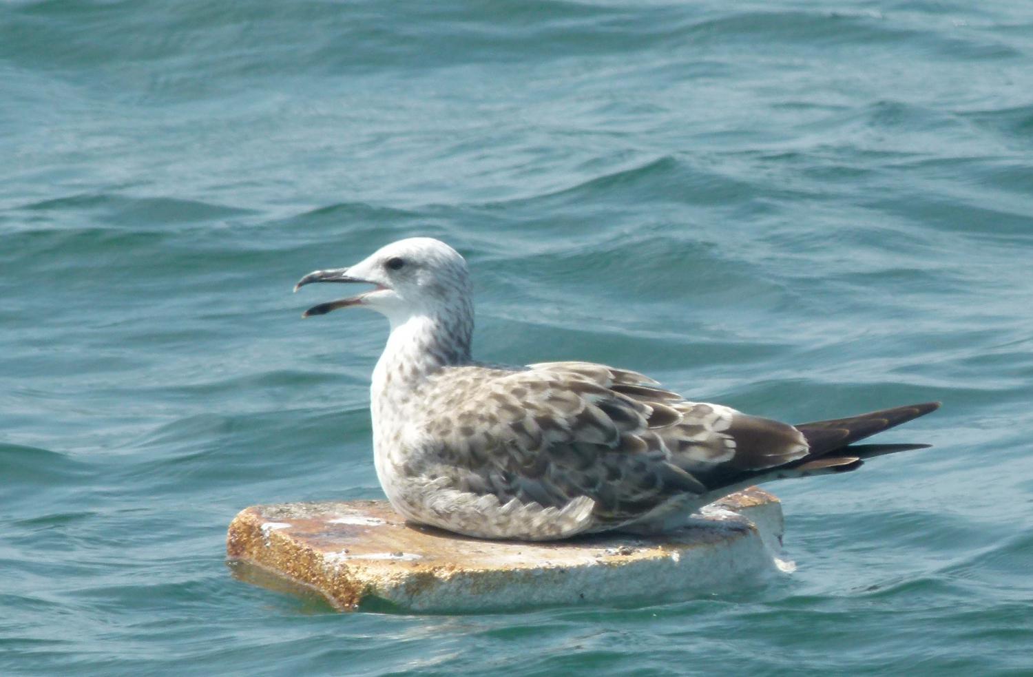 Heuglin's gull (Larus heuglini)