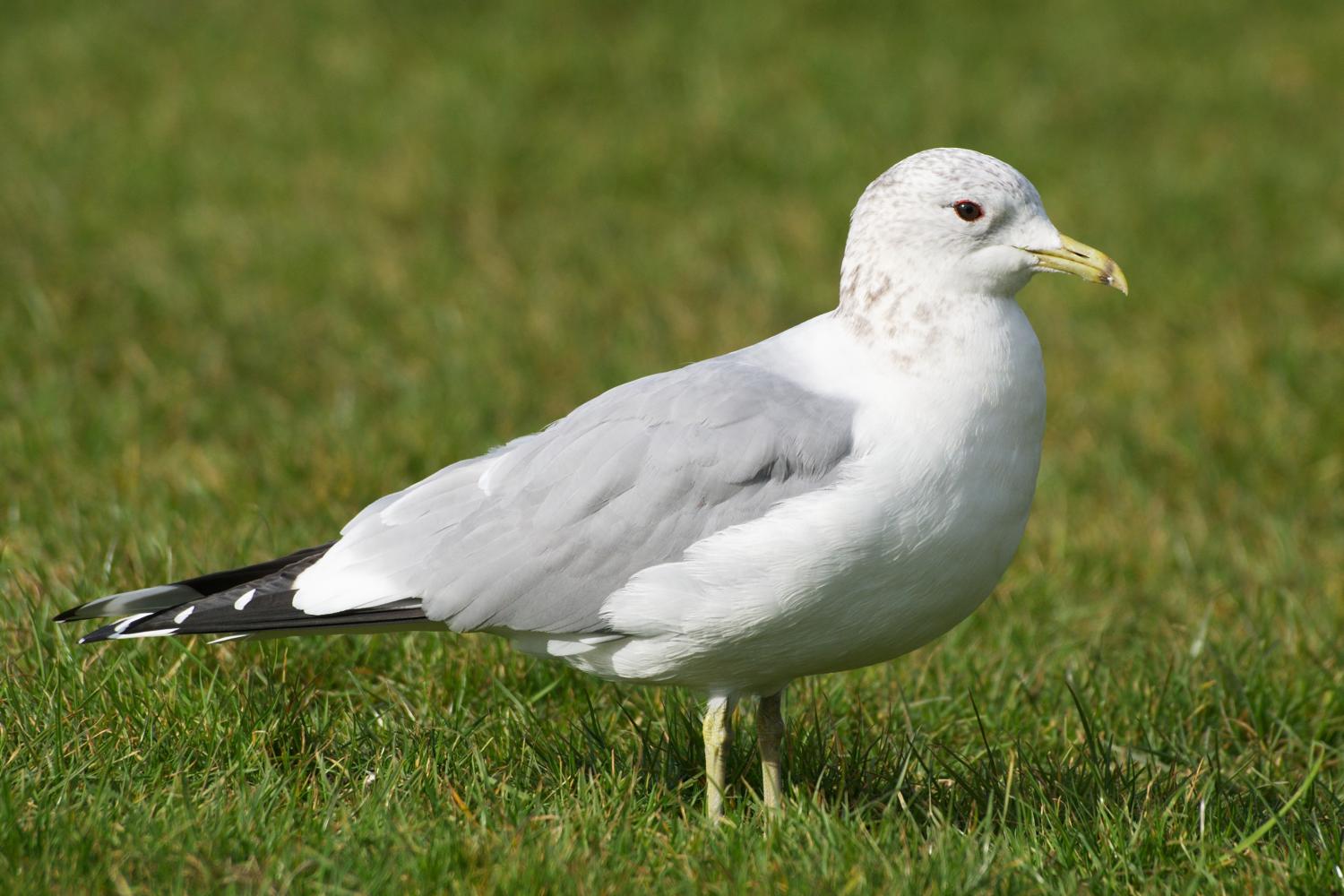 Mew gull (Larus canus)