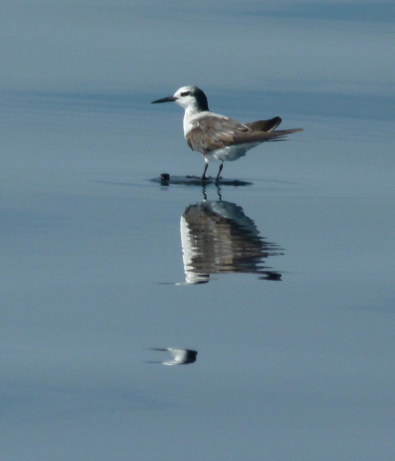 Bridled tern (Onychoprion anaethetus)