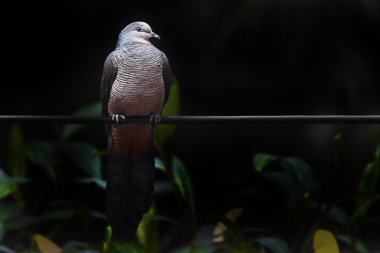 Barred cuckoo-dove (Macropygia unchall)