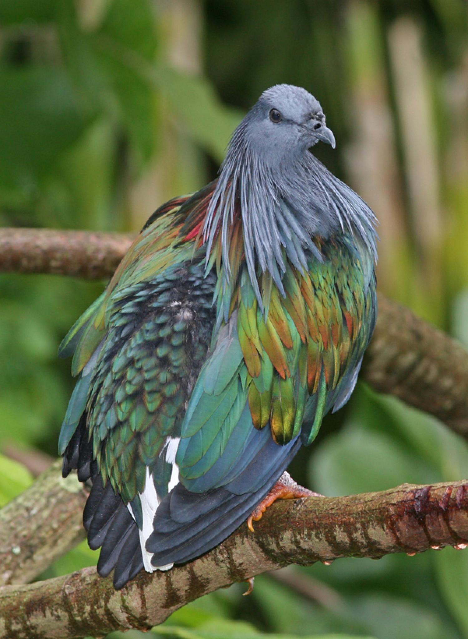 Nicobar pigeon (Caloenas nicobarica)