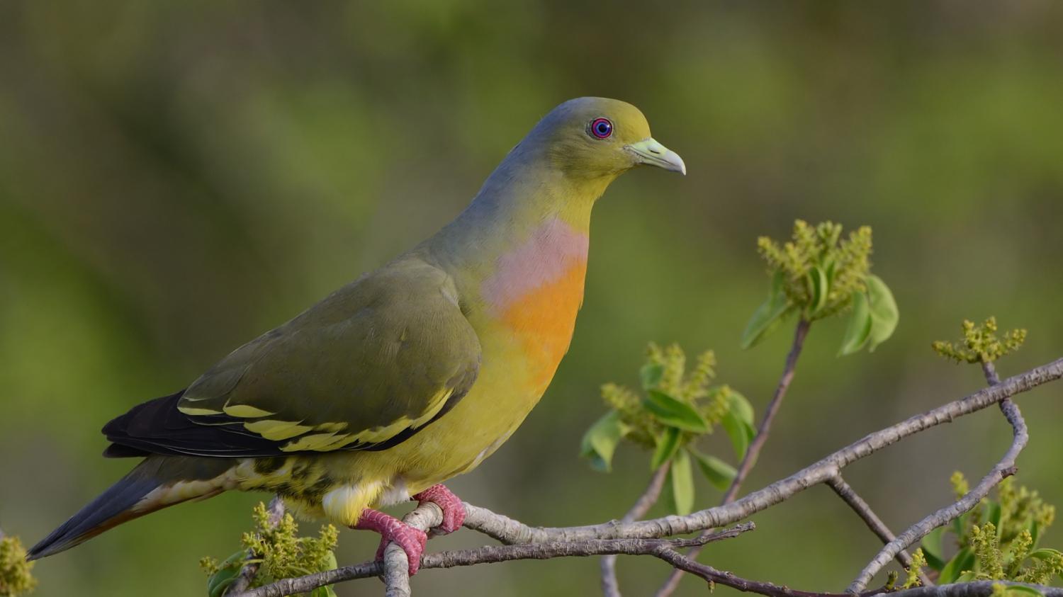 Orange-breasted green pigeon (Treron bicinctus)