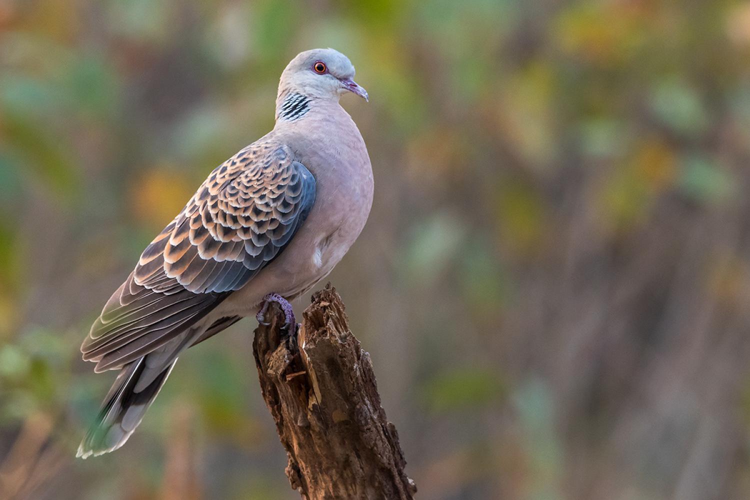 Oriental turtle dove (Streptopelia orientalis)