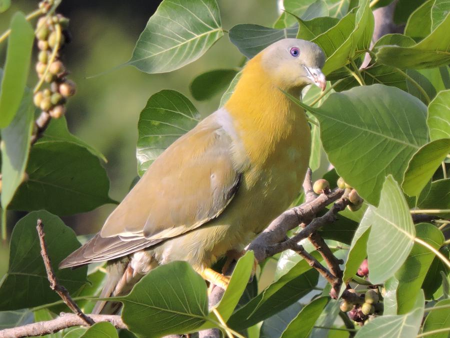 Yellow-footed green pigeon (Treron phoenicoptera)