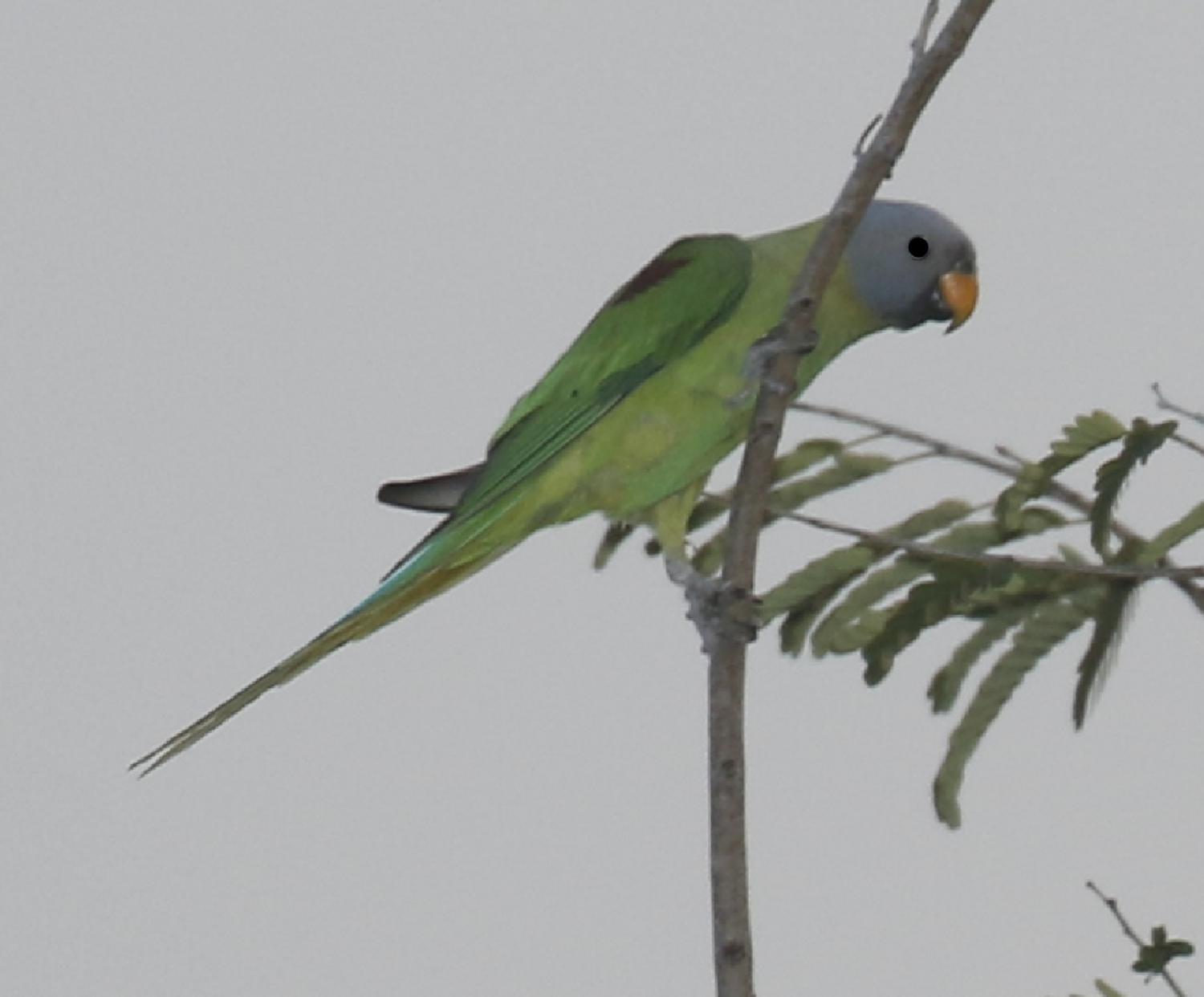 Blossom-headed parakeet (Psittacula roseata)