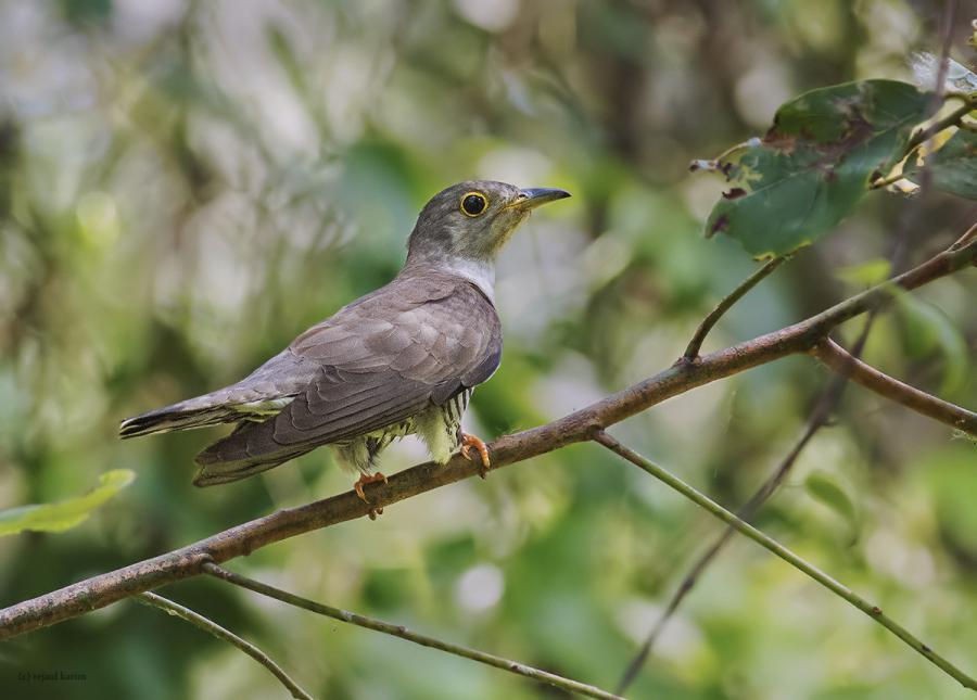 Indian cuckoo (Cuculus micropterus)