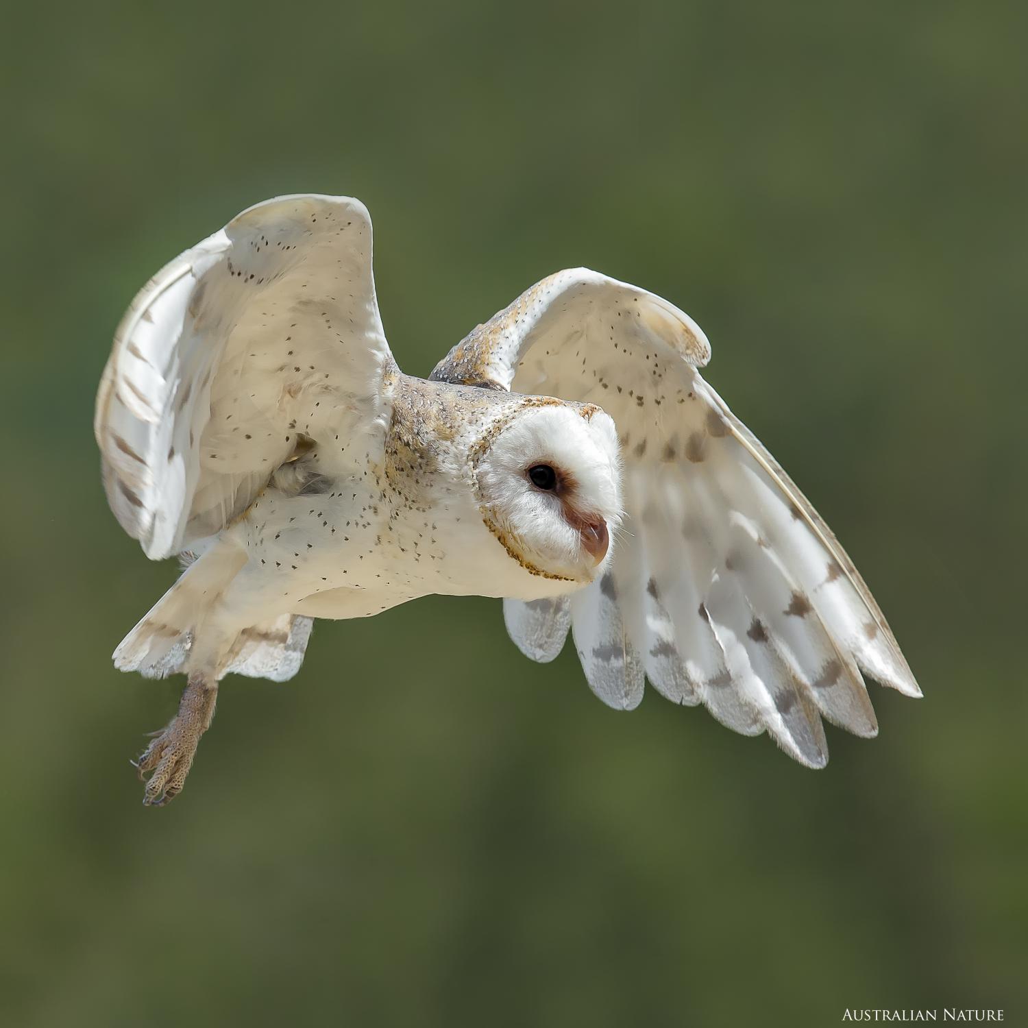 Eastern barn owl (Tyto javanica)