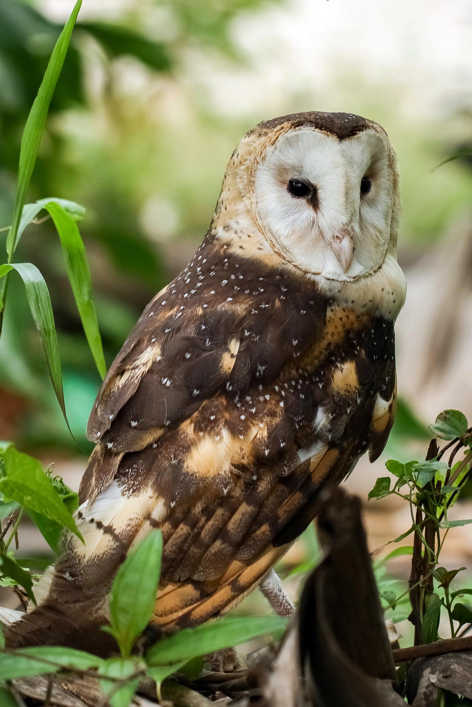 Eastern grass owl (Tyto longimembris)