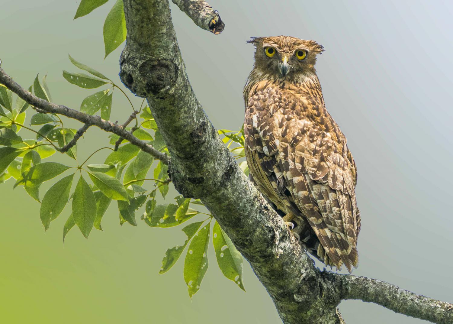 Brown fish owl (Ketupa zeylonensis)