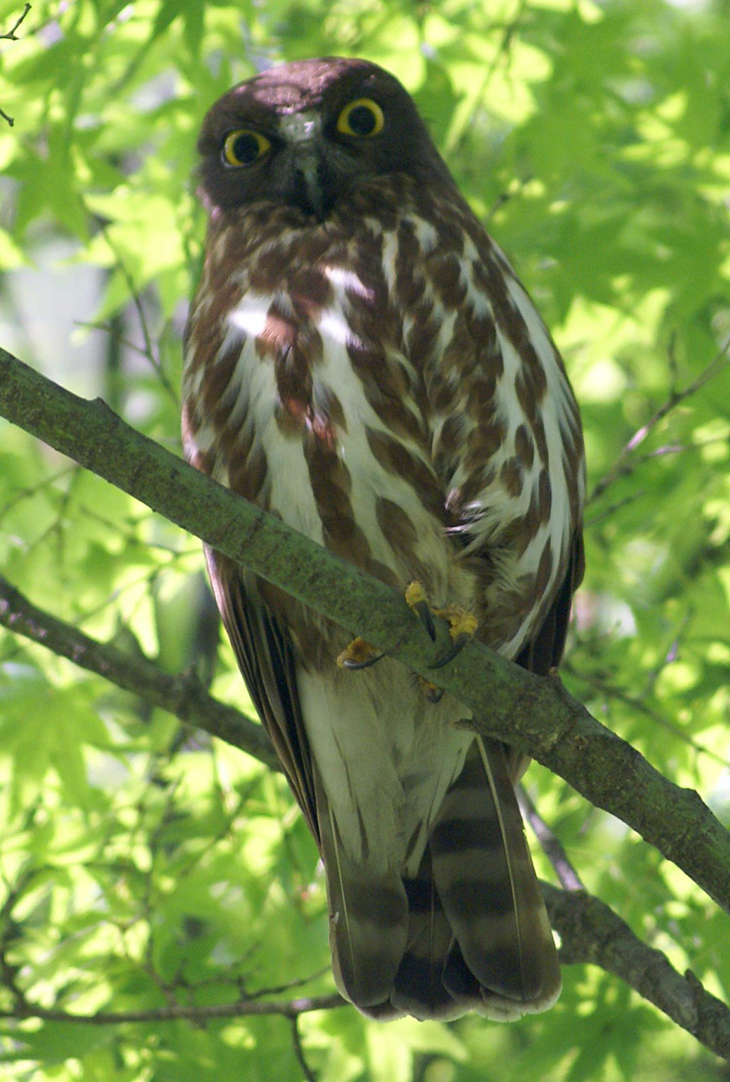 Northern boobook (Ninox japonica)