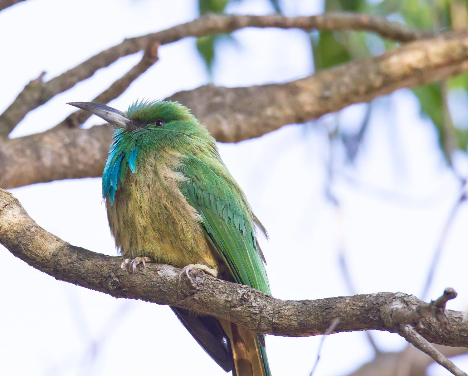 Blue-bearded bee-eater (Nyctyornis athertoni)