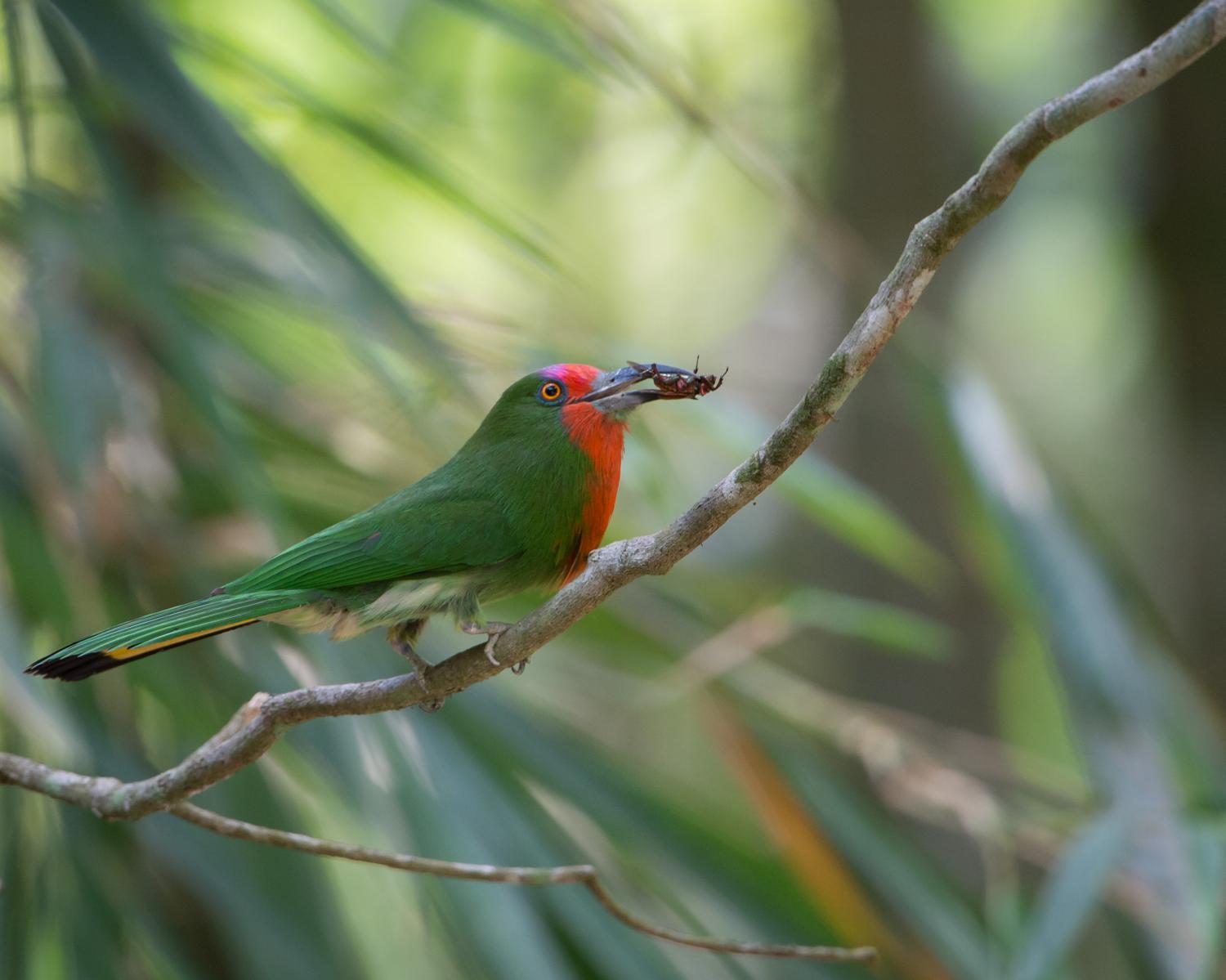 Red-bearded bee-eater (Nyctyornis amictus)