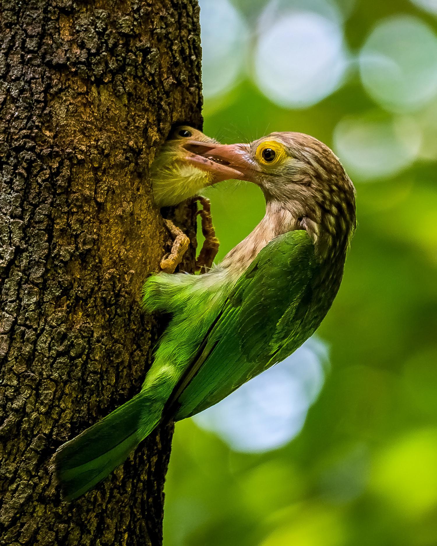 Lineated barbet (Psilopogon lineatus)
