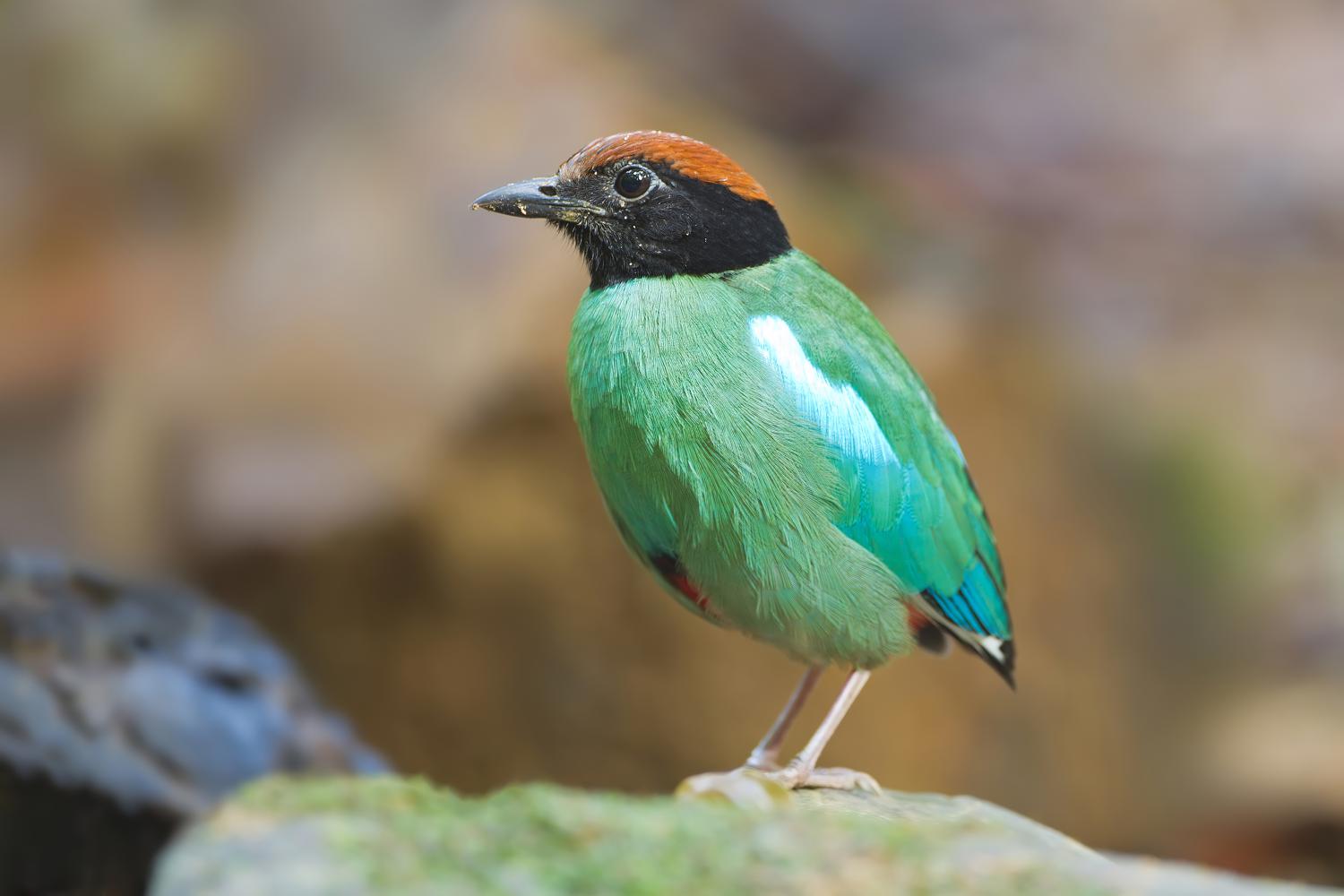 Hooded pitta (Pitta sordida)