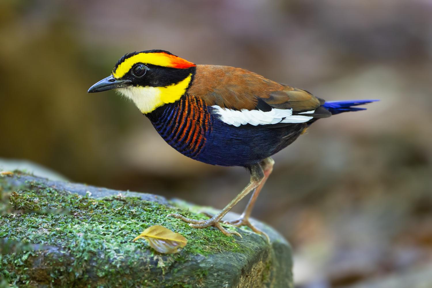 Malayan banded pitta (Hydrornis irena)