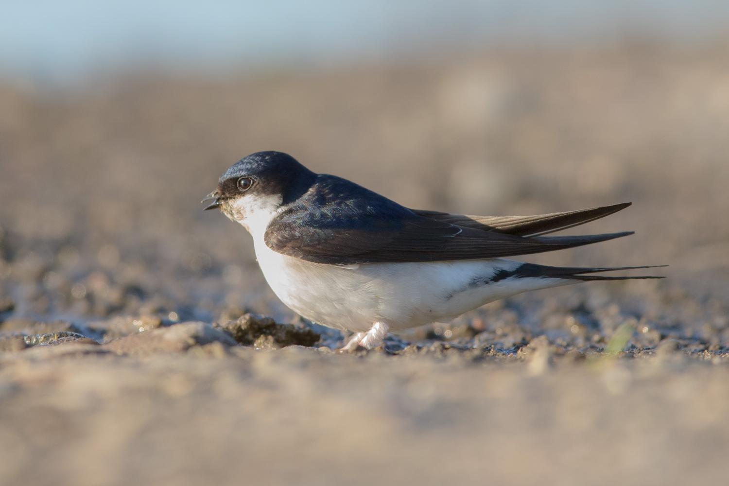 Northern house martin (Delichon urbicum)