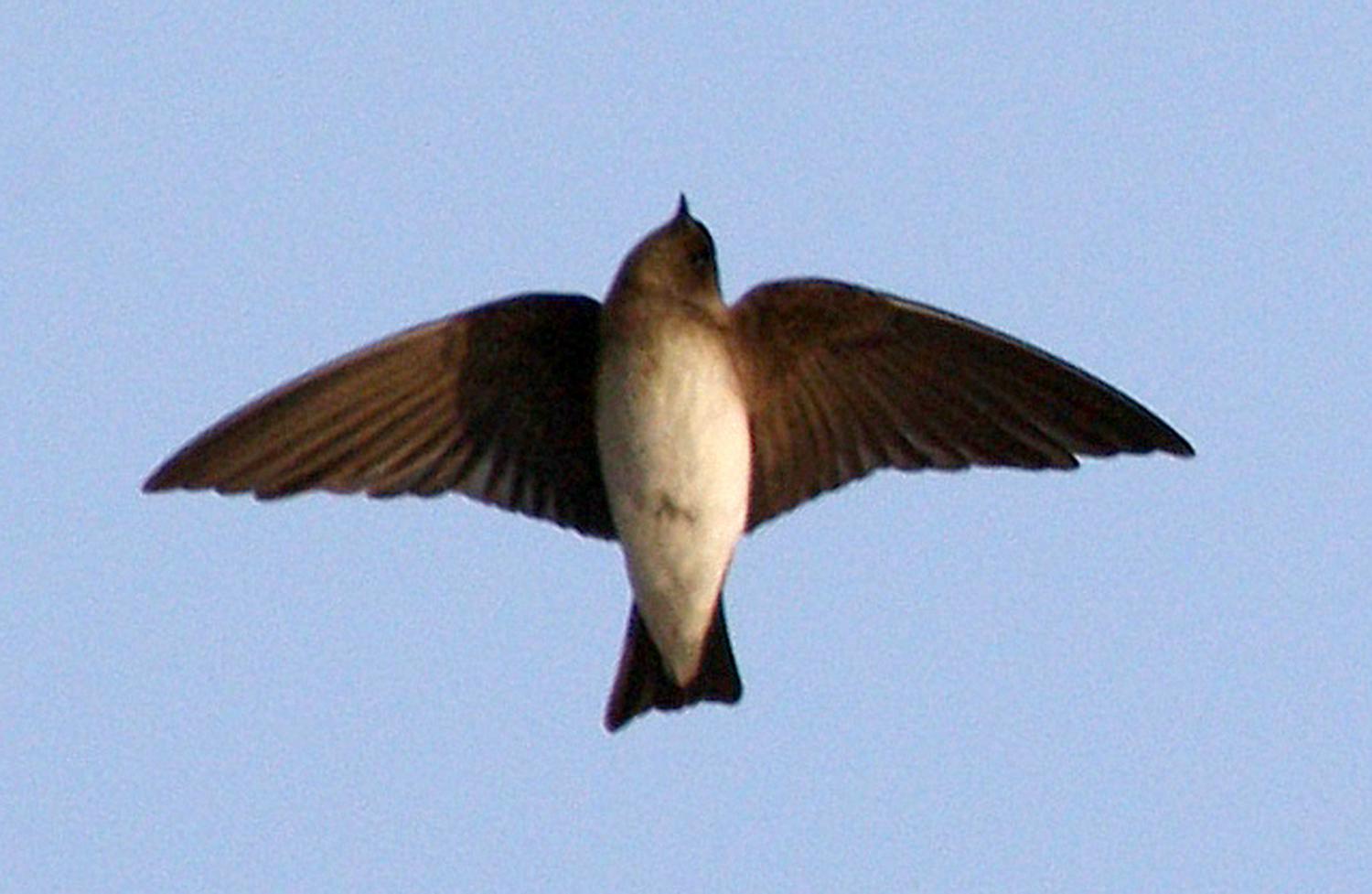 Asian plain martin (Riparia chinensis)