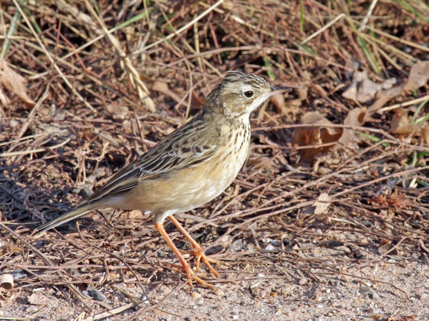Blyth's pipit (Anthus godlewskii)
