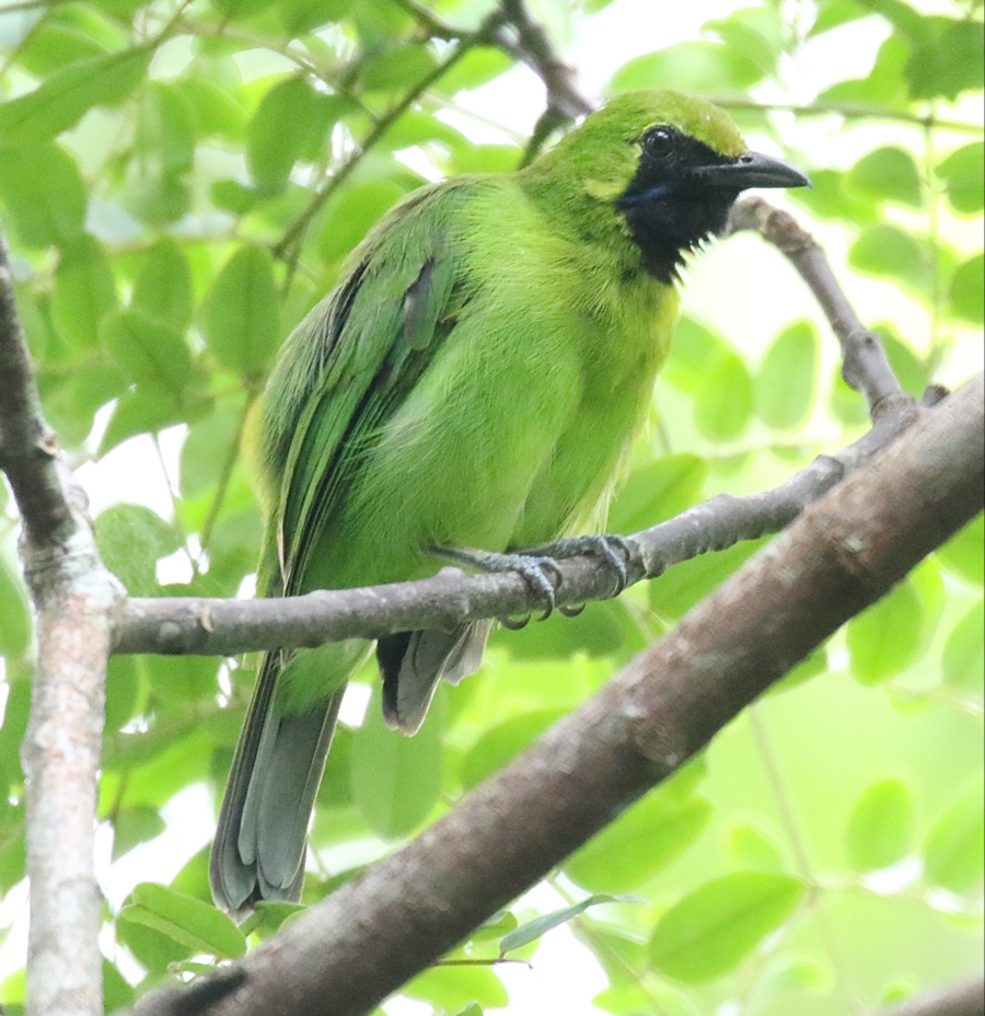 Lesser green leafbird (Chloropsis cyanopogon)