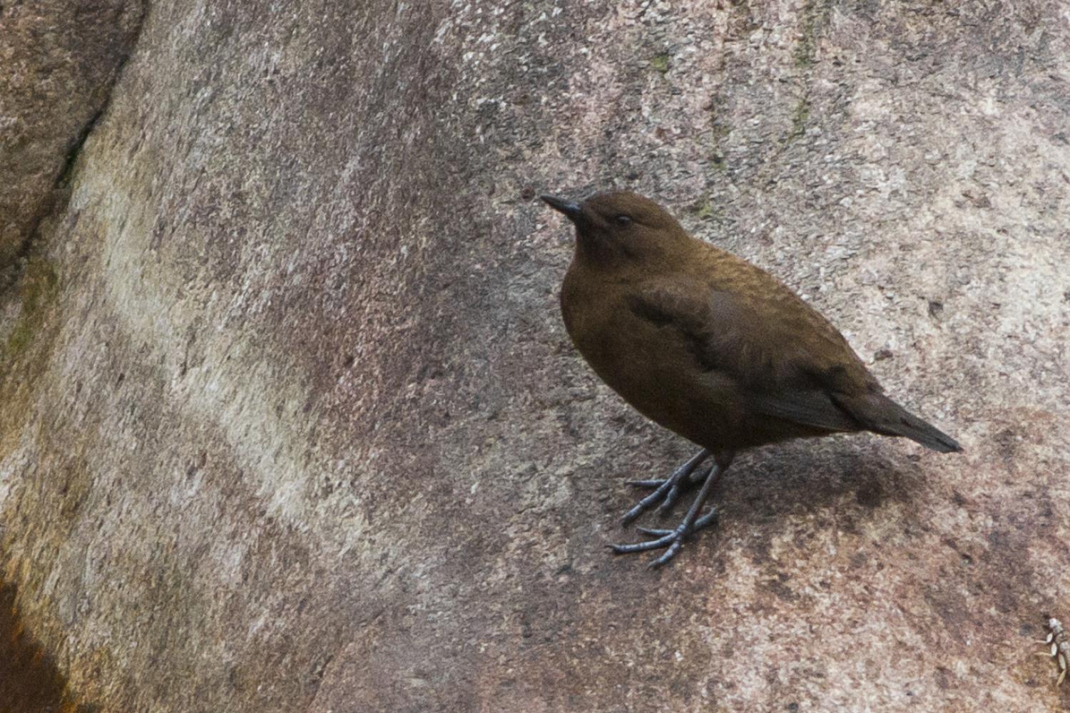Brown dipper (Cinclus pallasii)