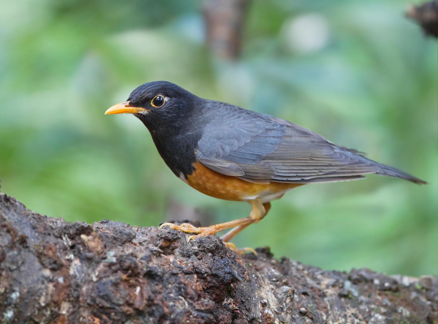 Black-breasted thrush (Turdus dissimilis)