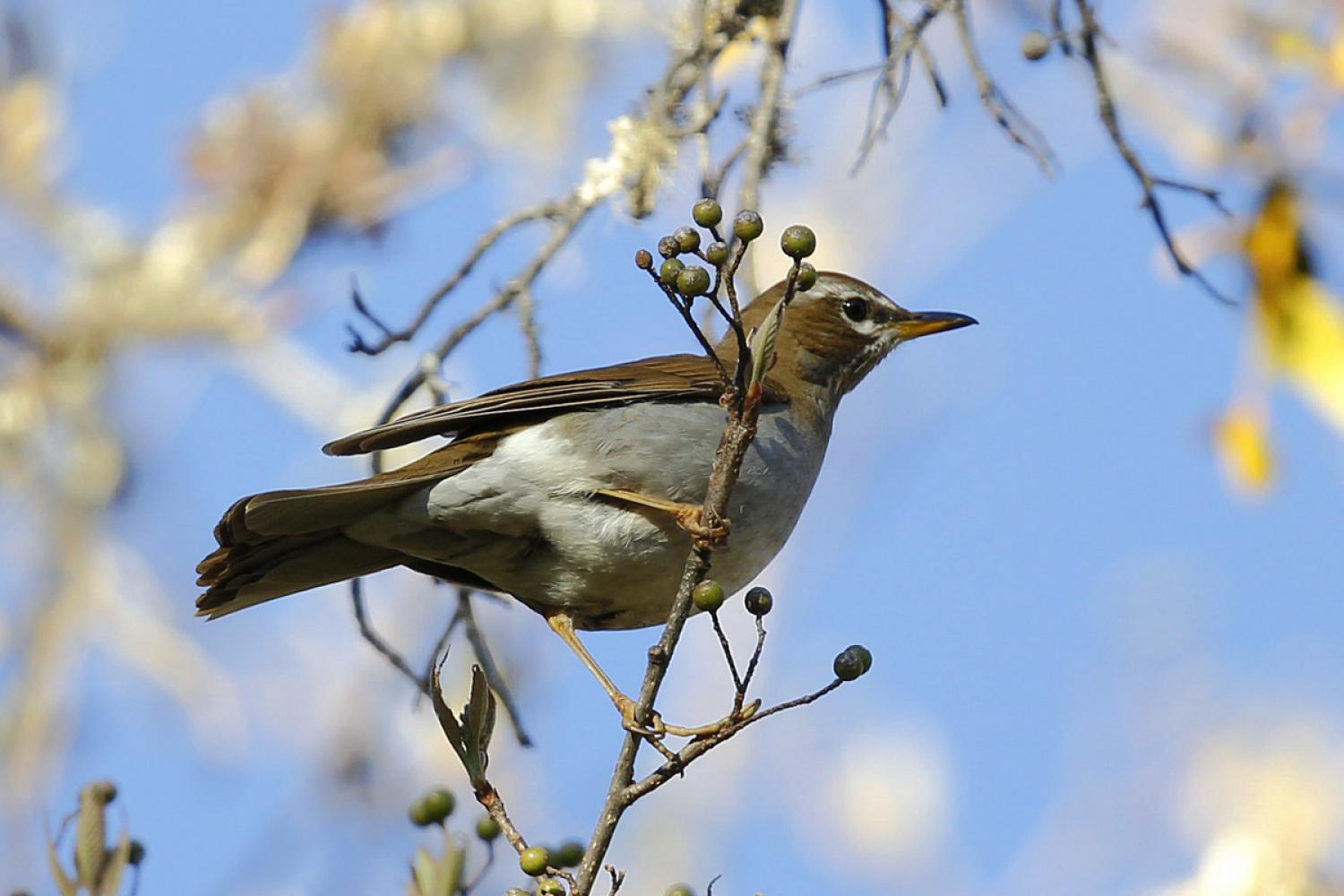 Grey-sided thrush (Turdus feae)