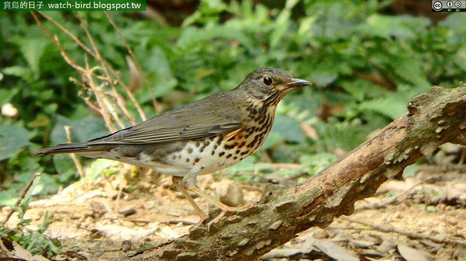 Japanese thrush (Turdus cardis)