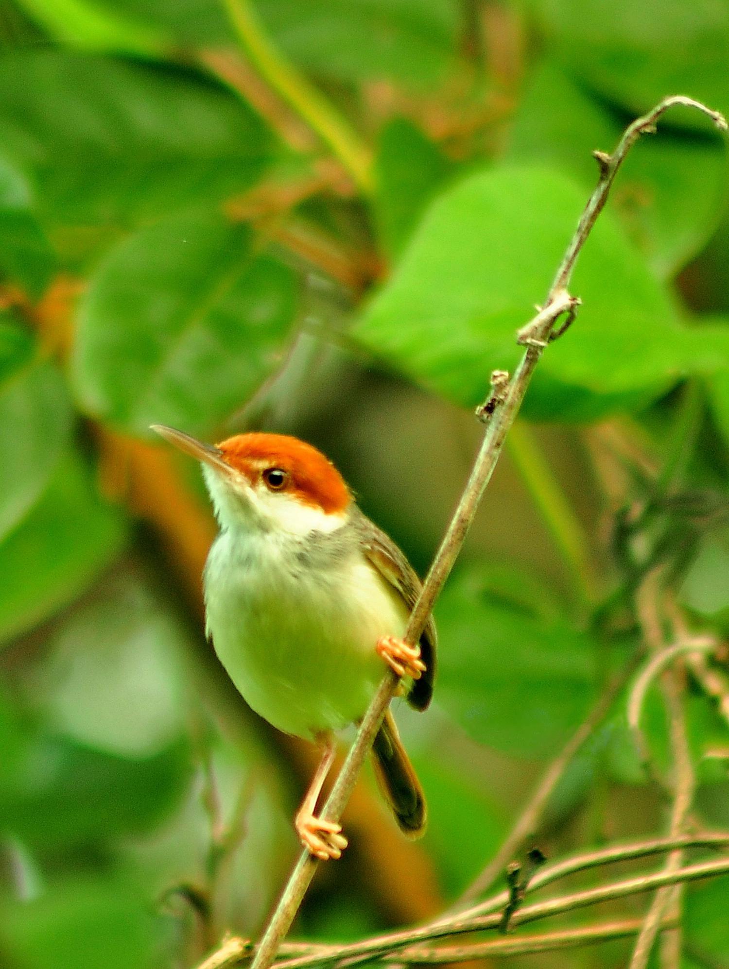 Rufous-tailed tailorbird (Orthotomus sericeus)