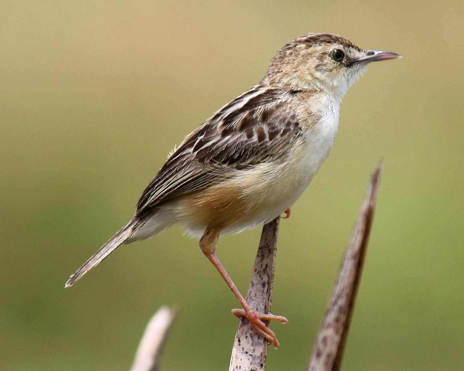 Zitting cisticola (Cisticola juncidis)