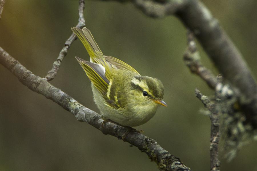 Buff-barred warbler (Phylloscopus pulcher)