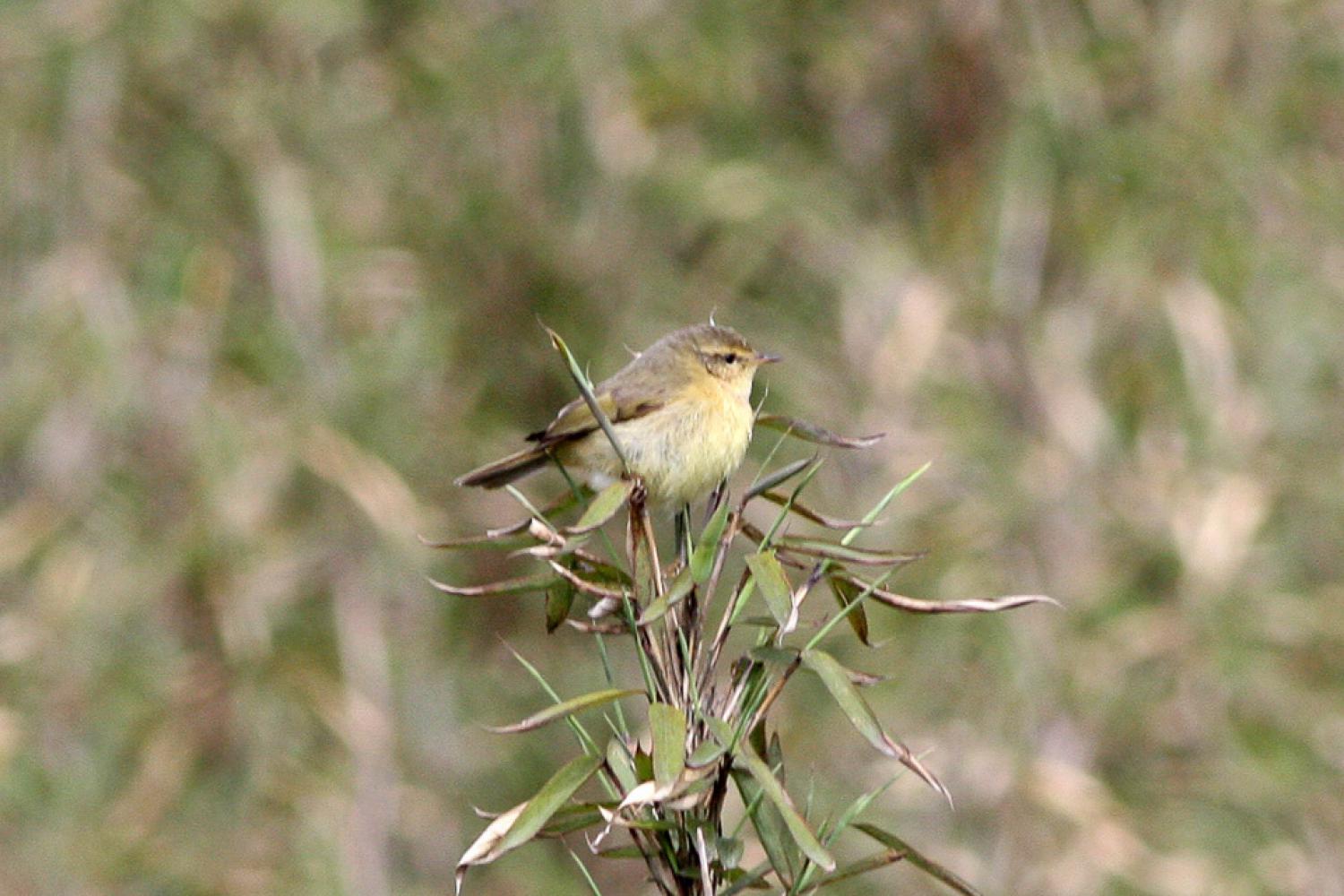 Buff-throated warbler (Phylloscopus subaffinis)