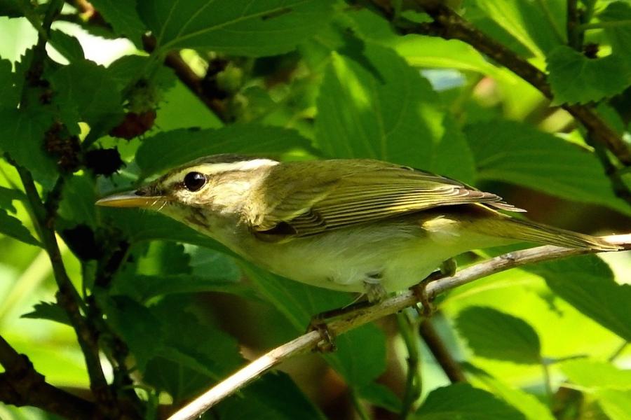 Eastern crowned warbler (Phylloscopus coronatus)