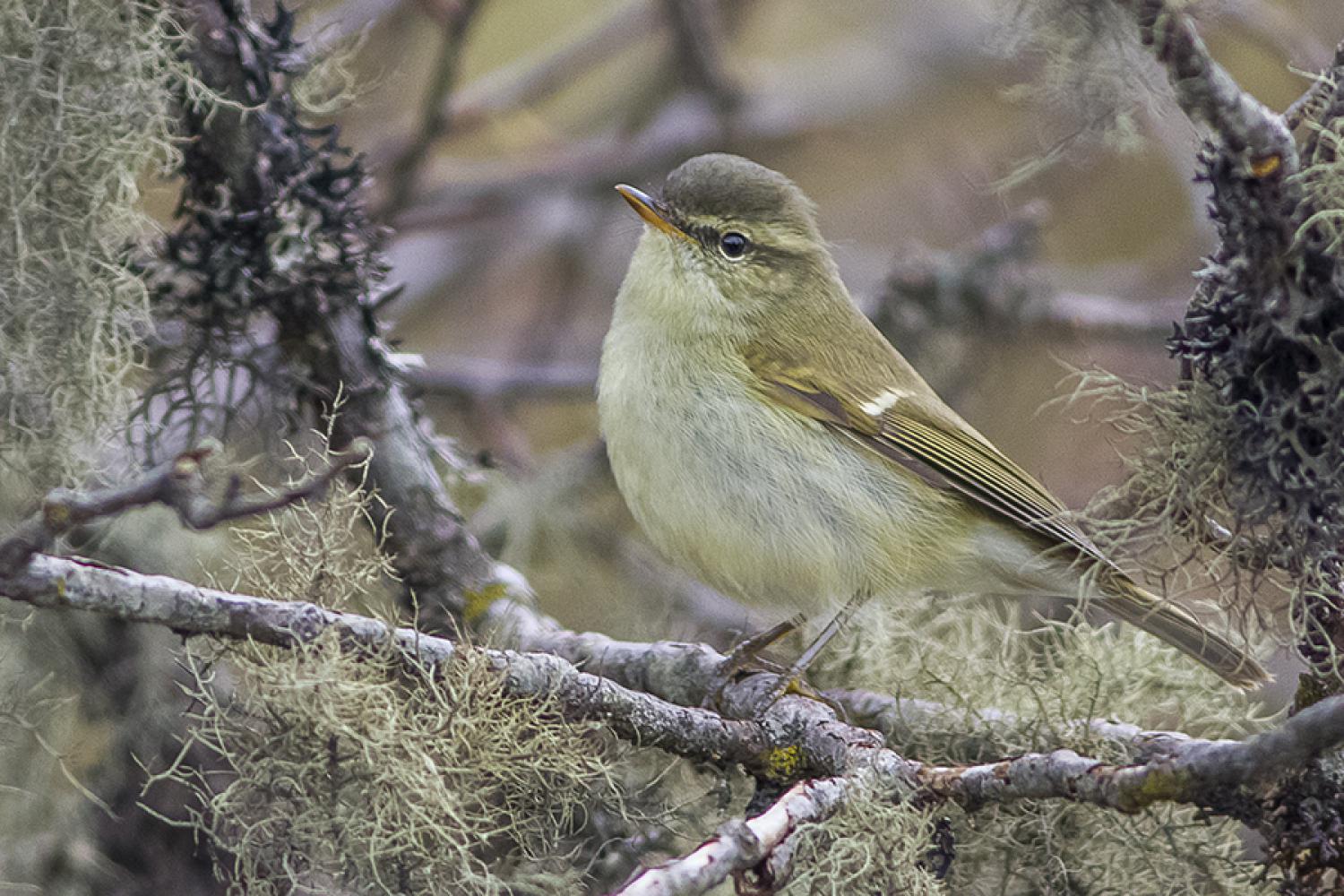 Greenish leaf warbler (Phylloscopus trochiloides)
