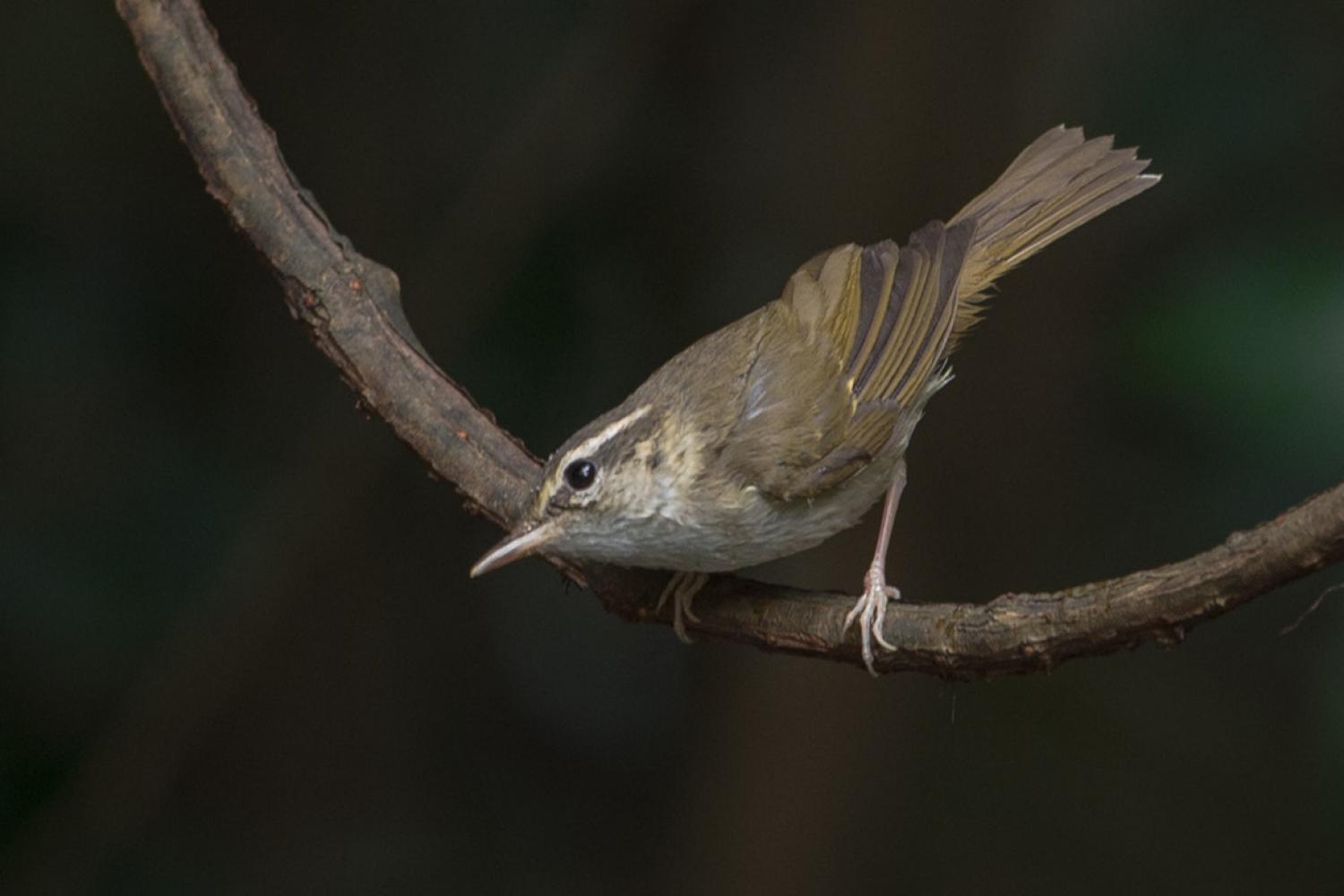 Pale-legged leaf warbler (Phylloscopus tenellipes)