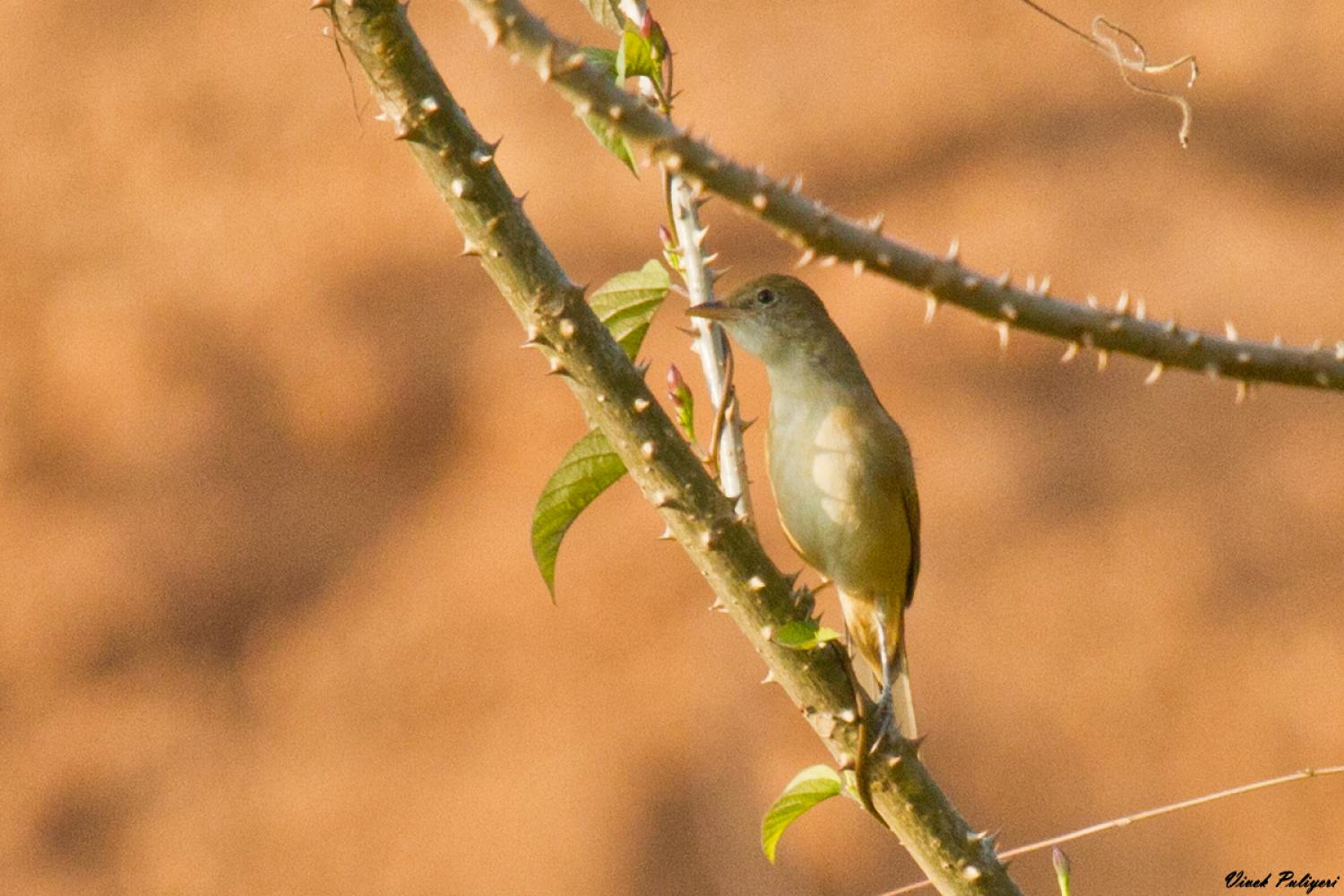 Thick-billed warbler (Arundinax aedon)