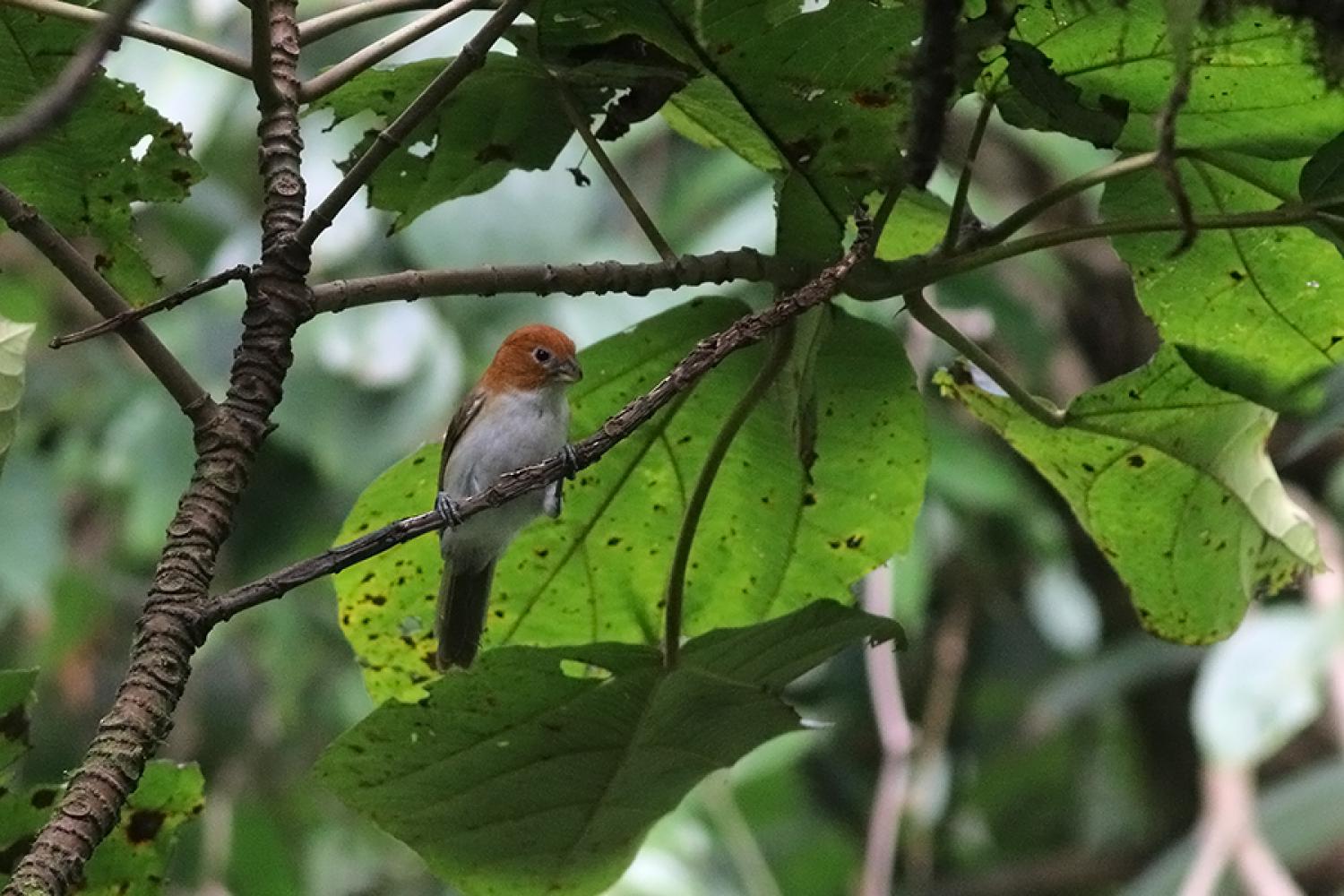 Rufous-headed parrotbill (Psittaparus bakeri)