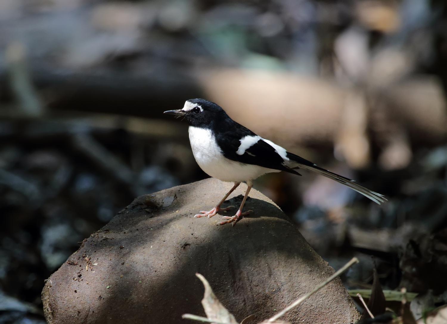 Black-backed forktail (Enicurus immaculatus)