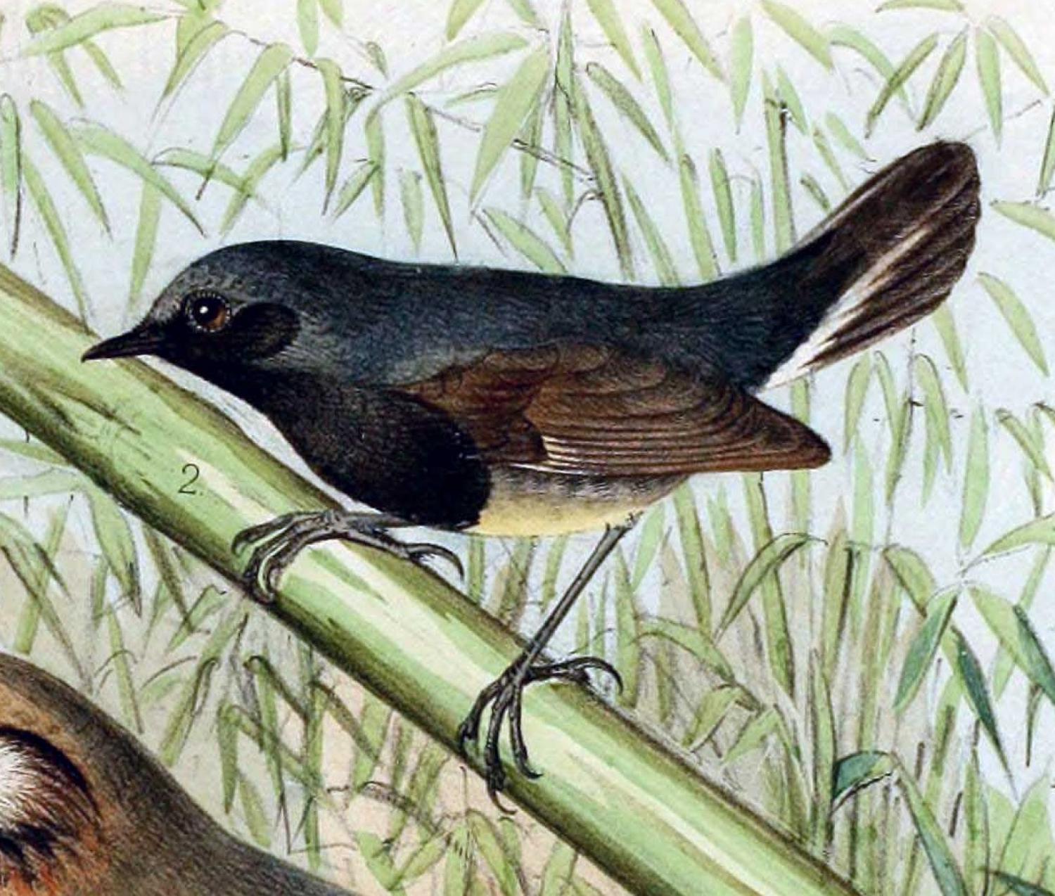 Blackthroat (Calliope obscura)